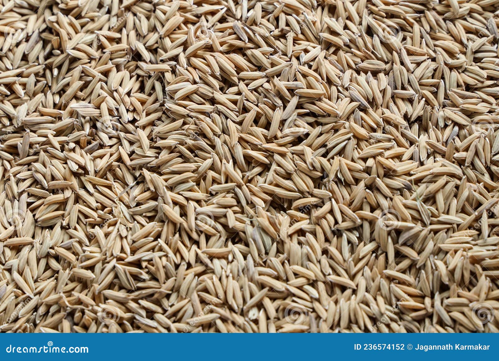 Paddy is a Main Food in Asian Country Stock Photo - Image of soil ...