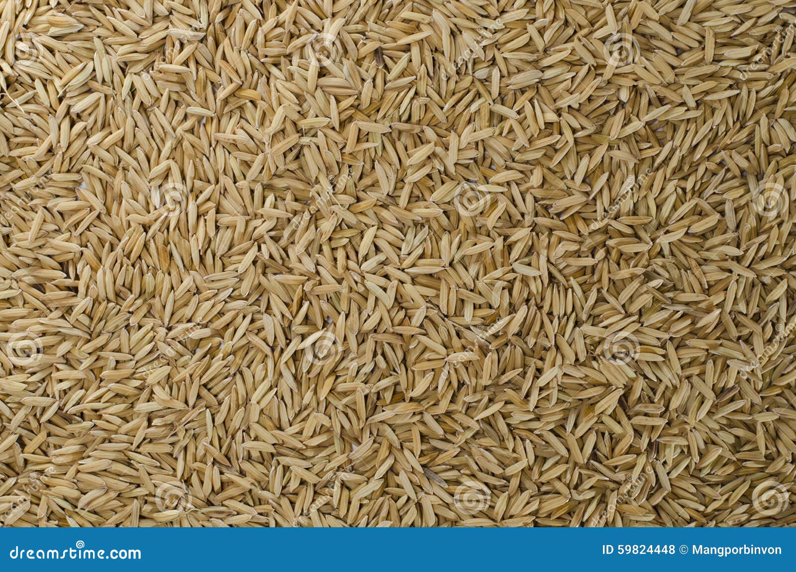 Paddy stock photo. Image of grain, background, asia, gold - 59824448
