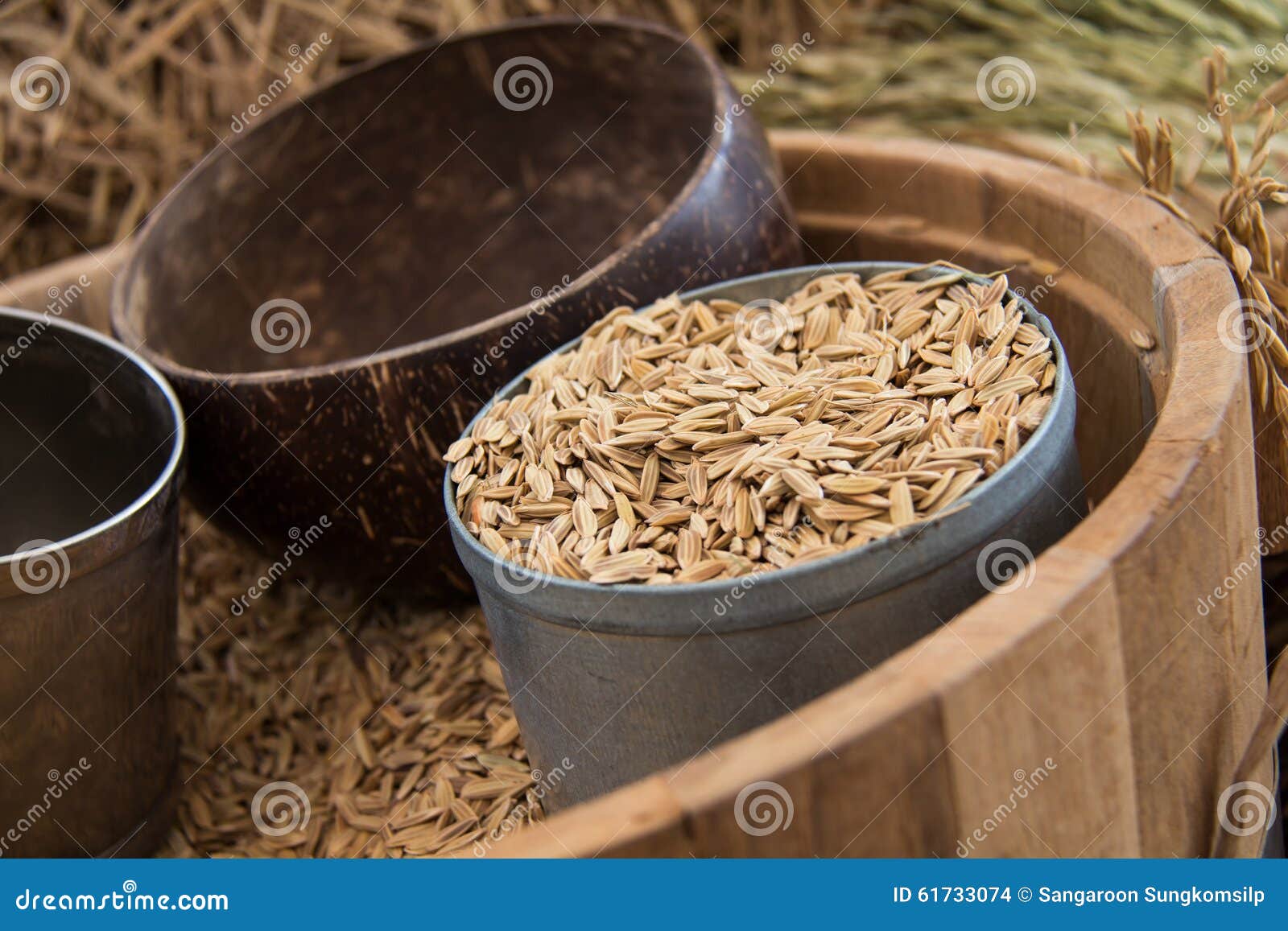 Paddy stock photo. Image of measuring, health, organic - 61733074