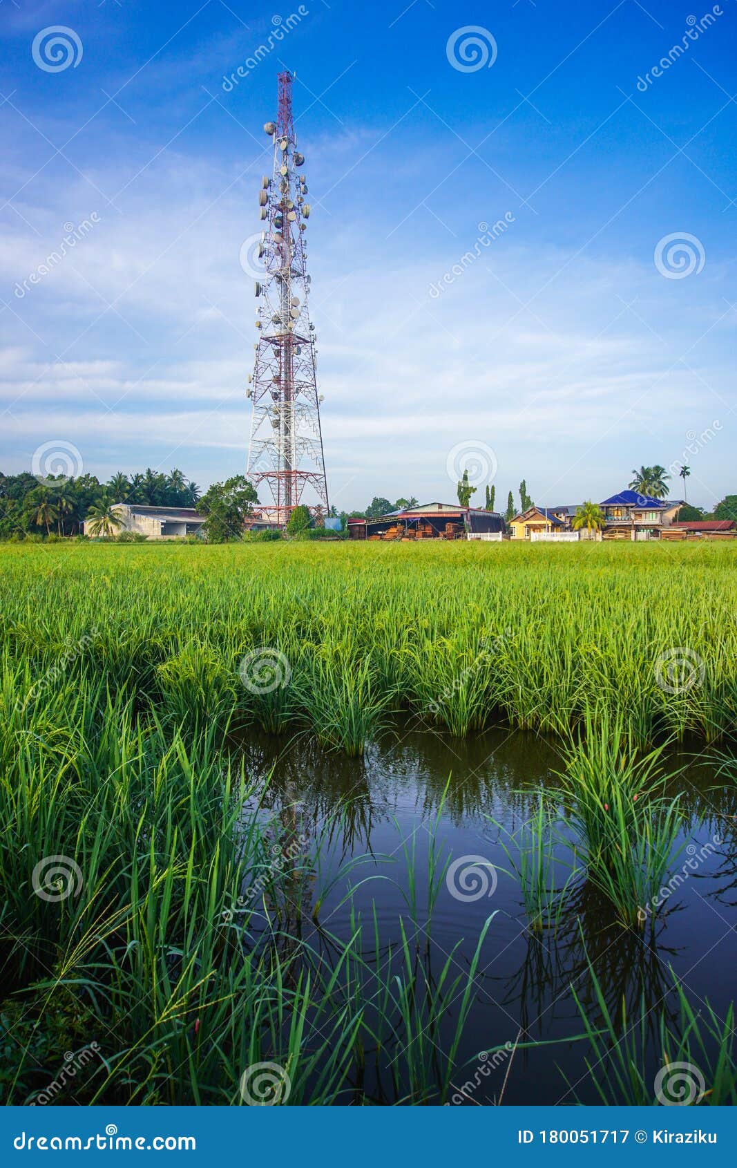 Paddy Natural Background in the Field Stock Image - Image of sunny ...