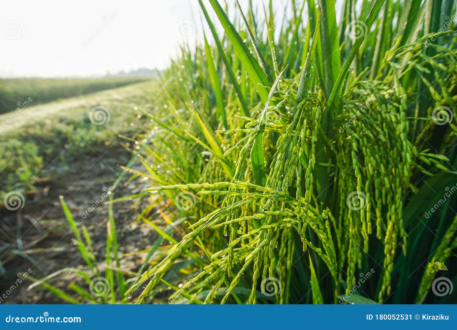 Paddy Natural Background in the Field Stock Image - Image of garden ...
