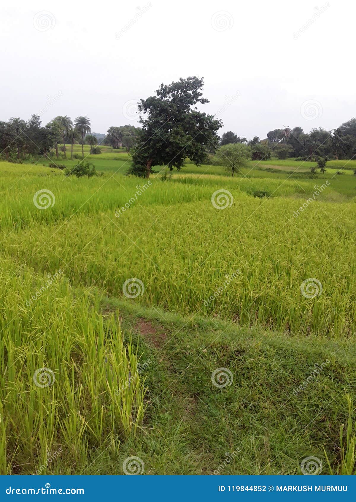Paddy stock photo. Image of tree, natural, footpath - 119844852
