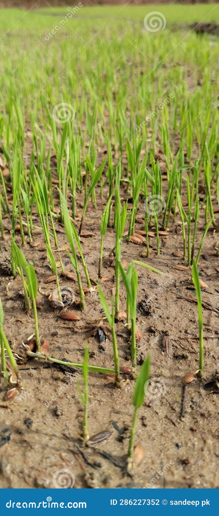 Paddy stock photo. Image of field, crops, grass, paddy - 286227352