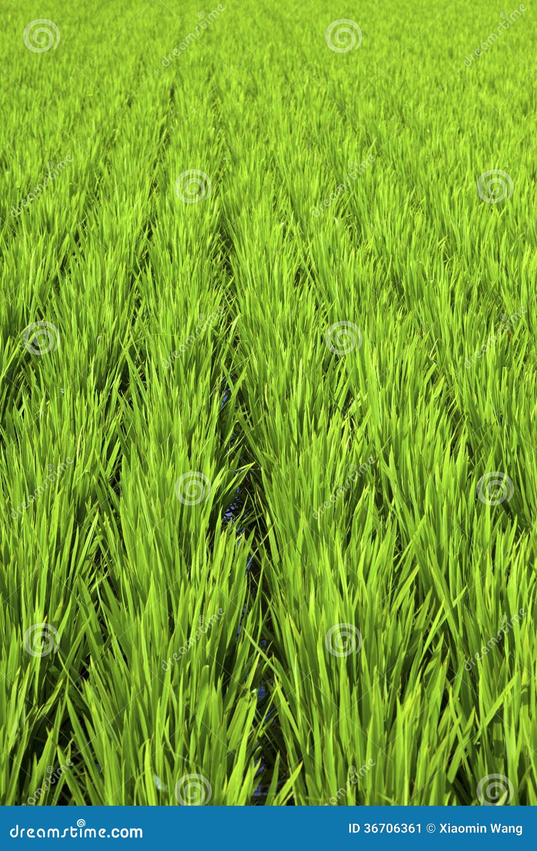 Paddy stock image. Image of harvest, farming, cereal - 36706361