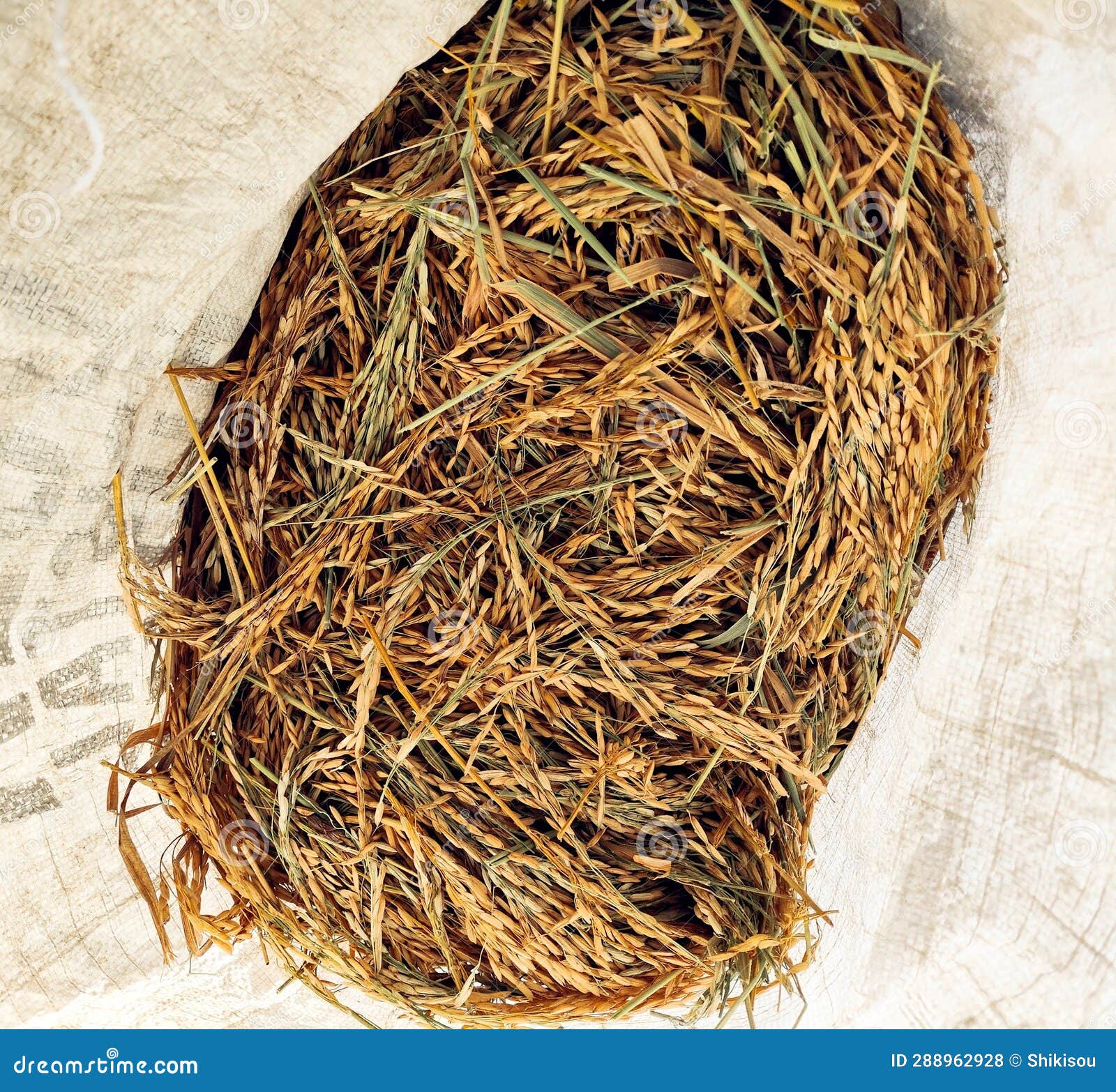 Paddy & X28;Padi, Raw Rice& X29; for Making Rice Stock Photo - Image of ...