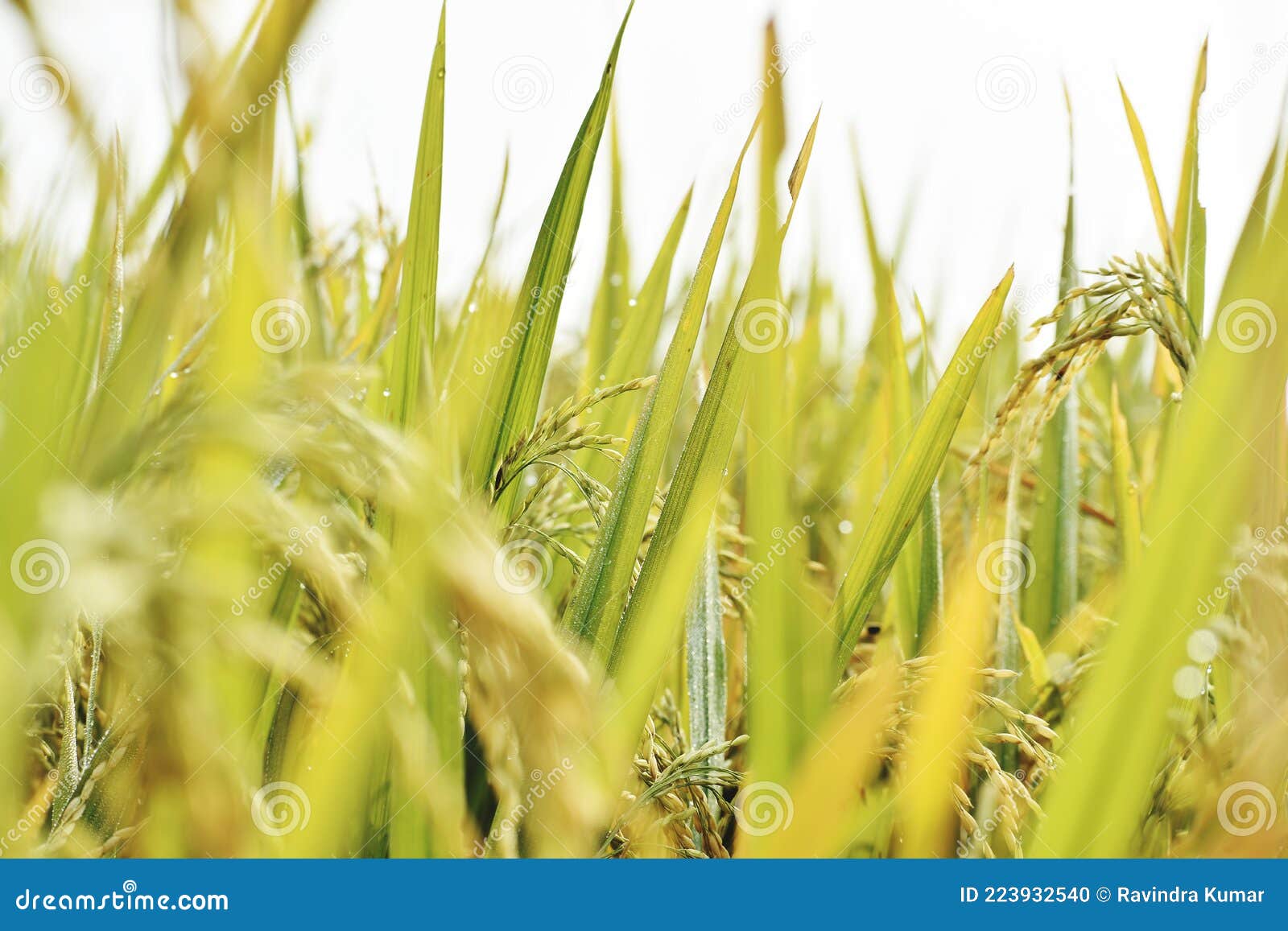 Paddy Plant - Cultivation of Paddy Stock Photo - Image of grain ...
