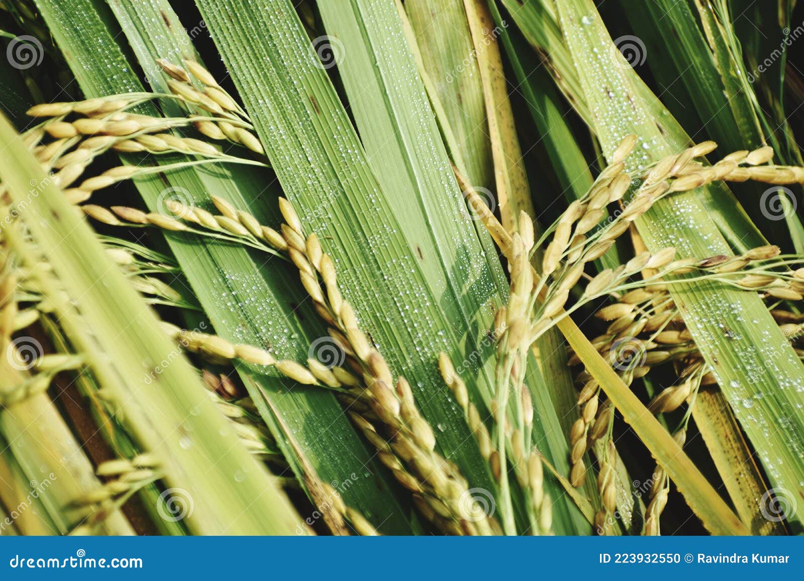 Paddy Plant - Cultivation of Paddy Stock Photo - Image of green ...