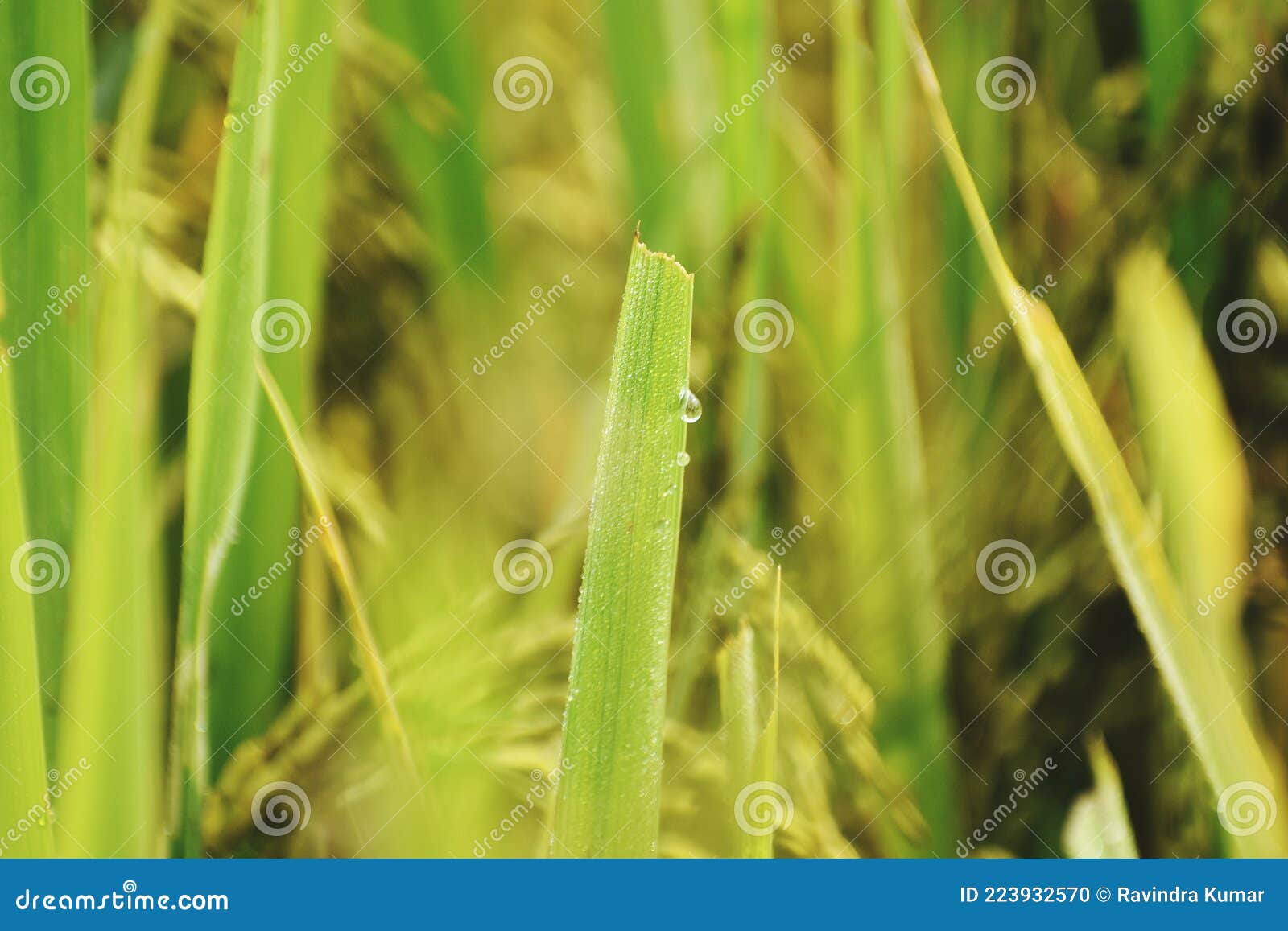 Paddy Plant - Cultivation of Paddy Stock Photo - Image of agriculture ...