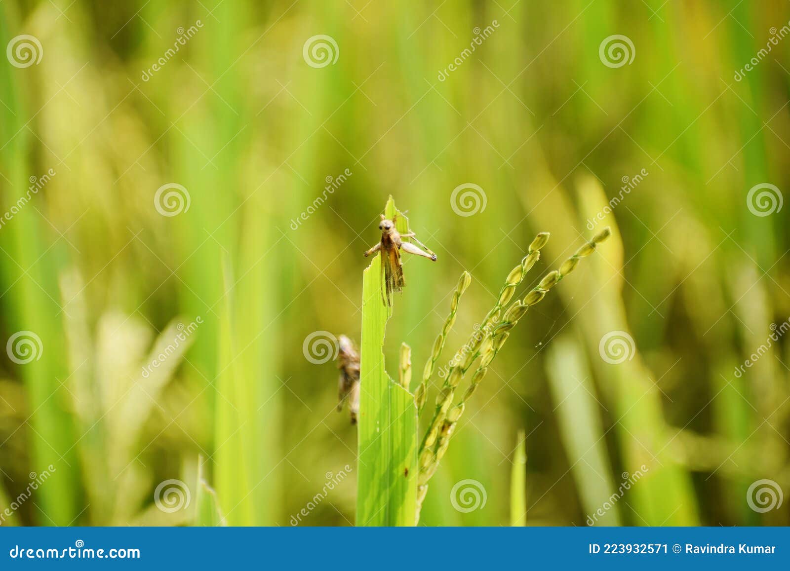 Paddy Plant - Cultivation of Paddy Stock Image - Image of cultivation ...