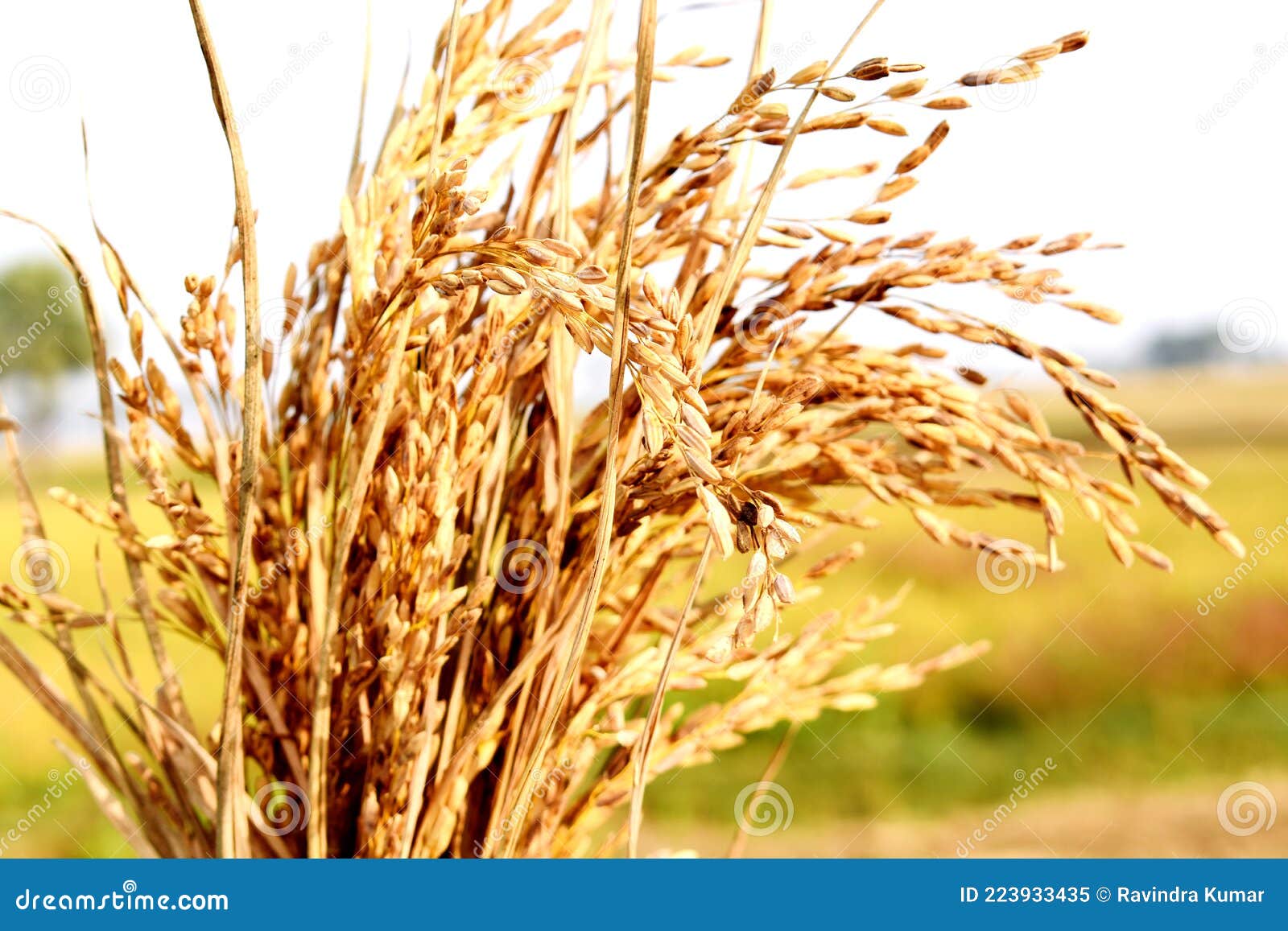 Paddy Plant - Cultivation of Paddy Stock Image - Image of paddy, grain ...