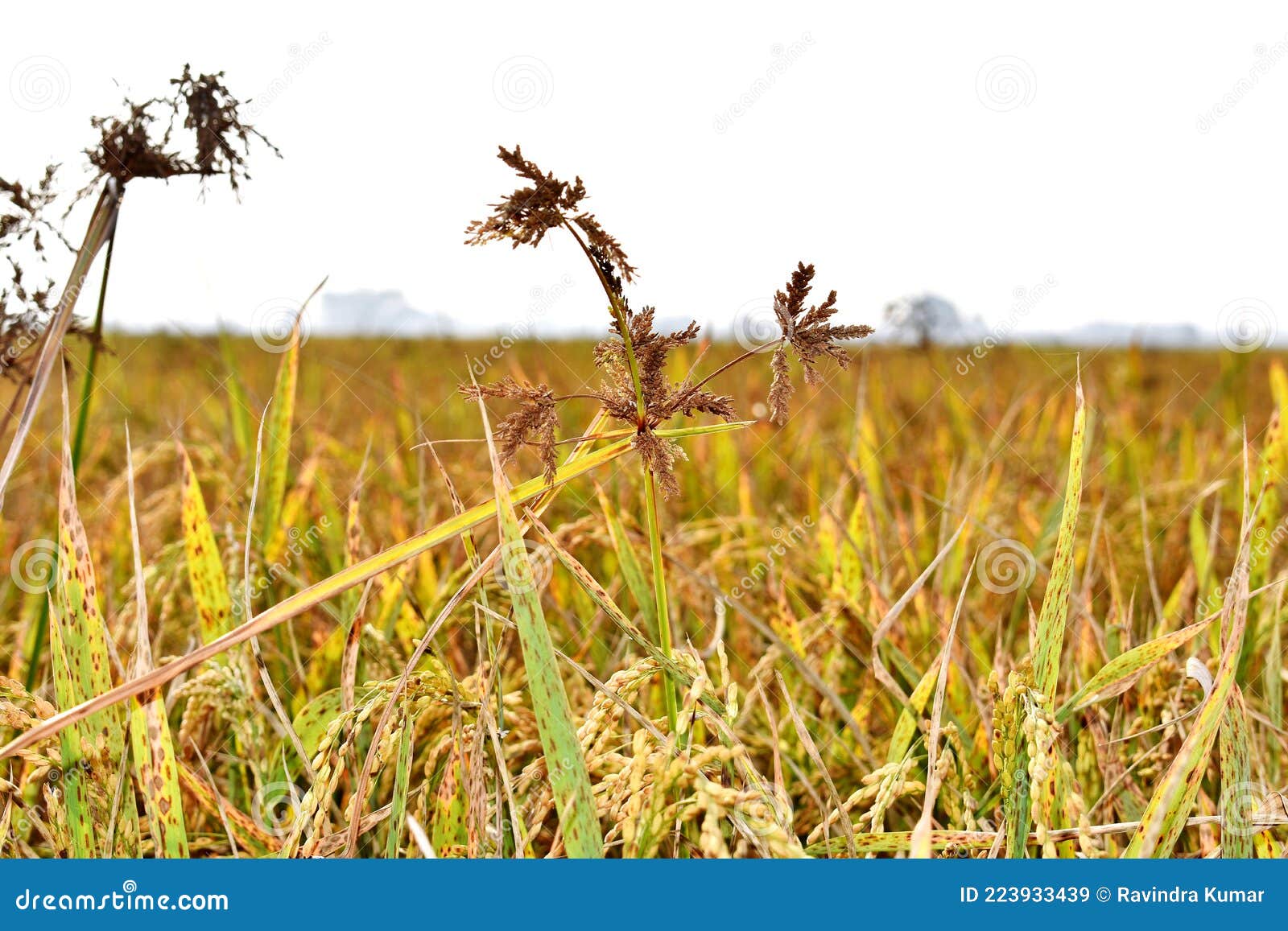 Paddy Plant - Cultivation of Paddy Stock Image - Image of green ...