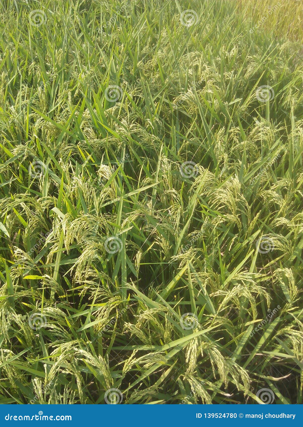Paddy plant stock photo. Image of ptant, farm, paddy - 139524780