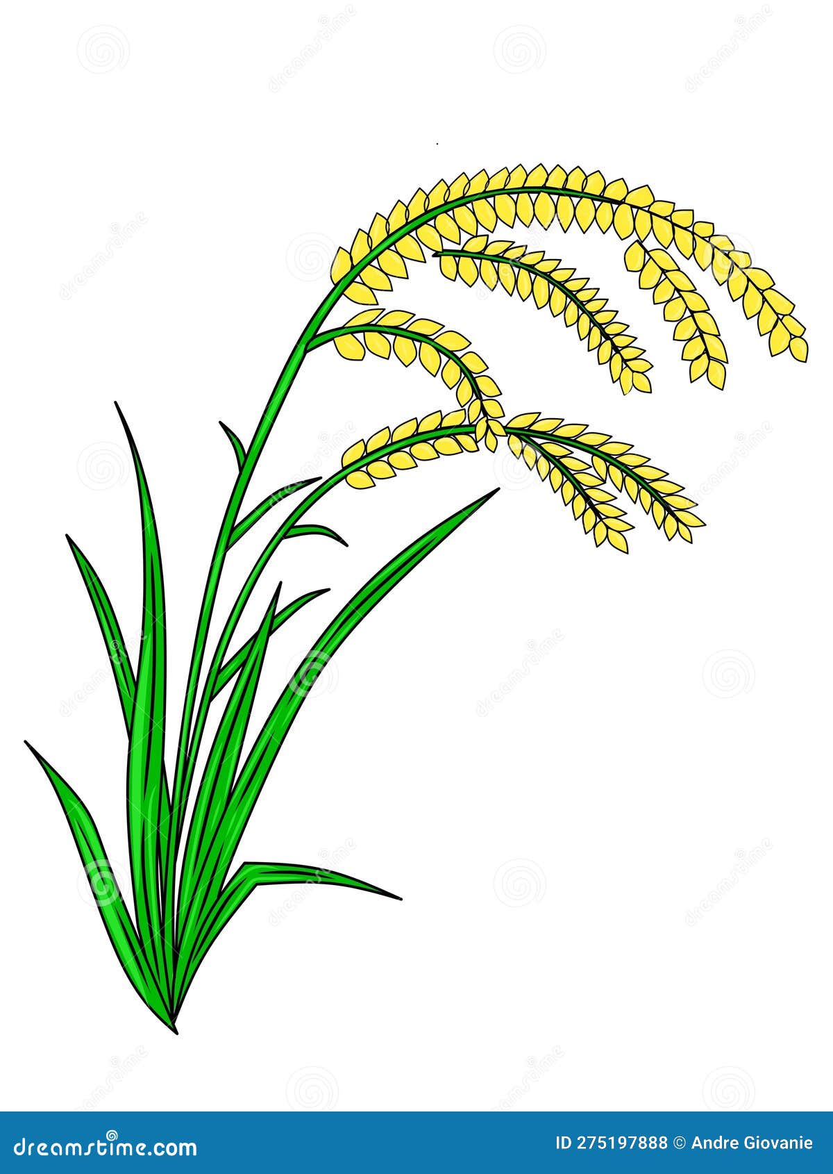 Paddy Plant Illustration in Form, Can Be Used As Template Stock ...