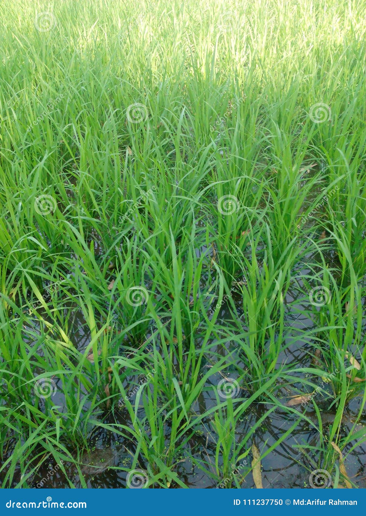 Paddy plant stock photo. Image of paddy, plant, little - 111237750
