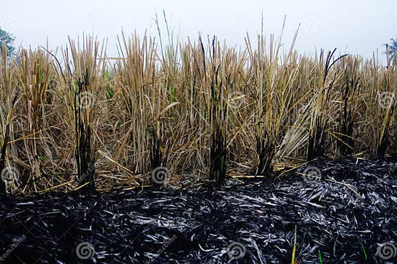Paddy Plant in the Rice Fields after Harvesting Stock Photo - Image of ...