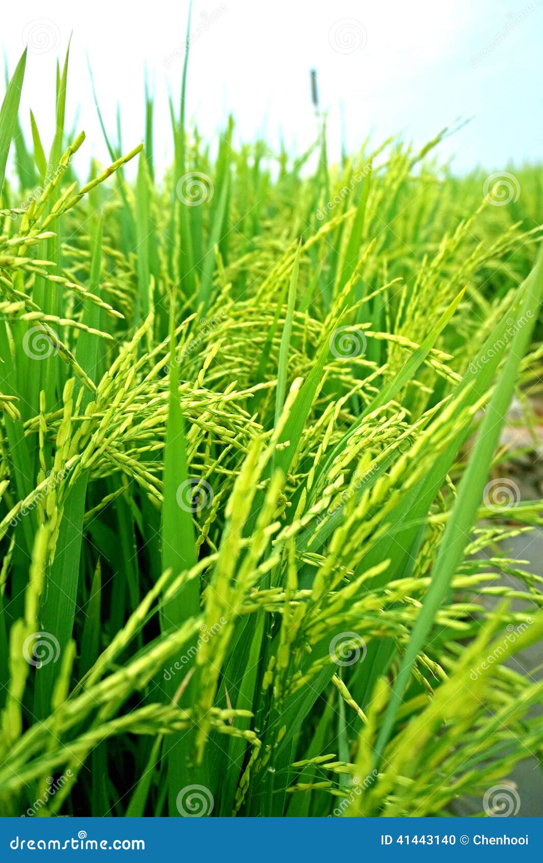 Paddy plantation stock photo. Image of farmstead, seed - 41443140