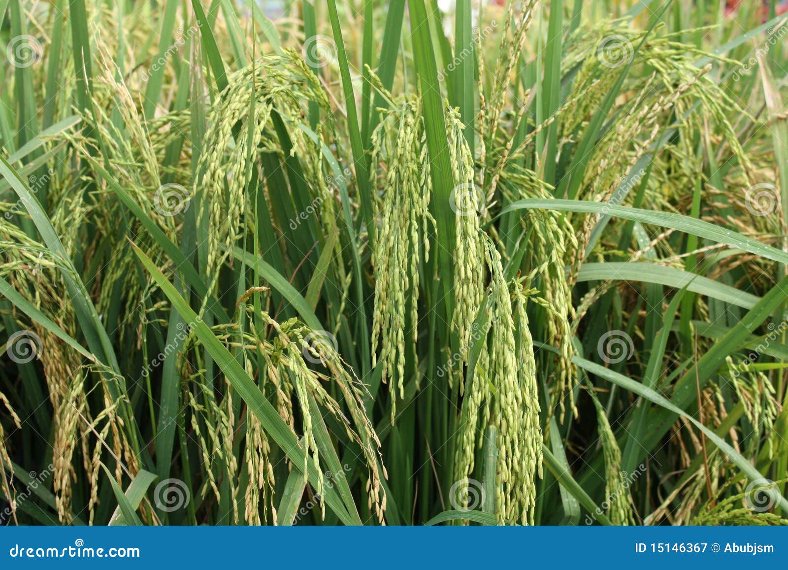 Paddy plants stock image. Image of environment, grow - 15146367