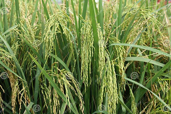 Paddy plants stock image. Image of environment, grow - 15146367