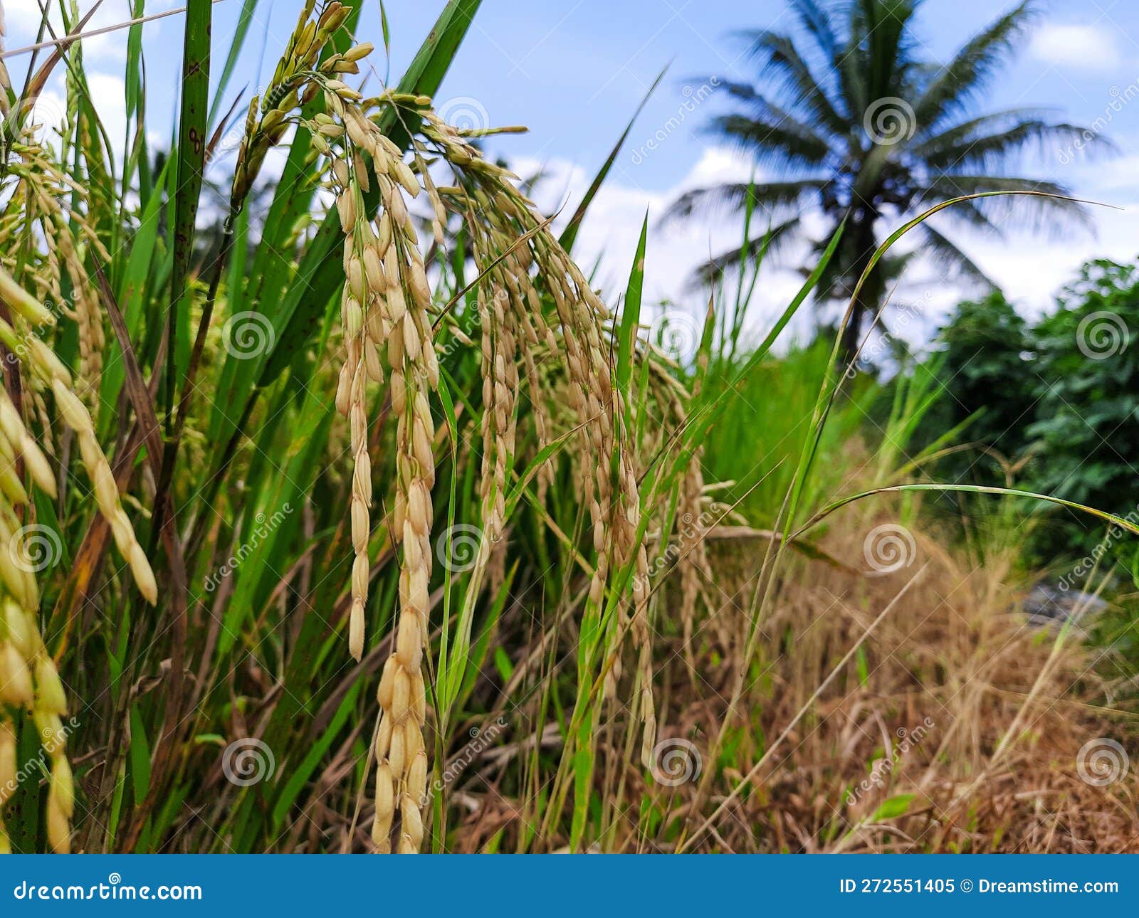 Paddy Plants with Reap Grains Stock Image - Image of addy, paddy: 272551405
