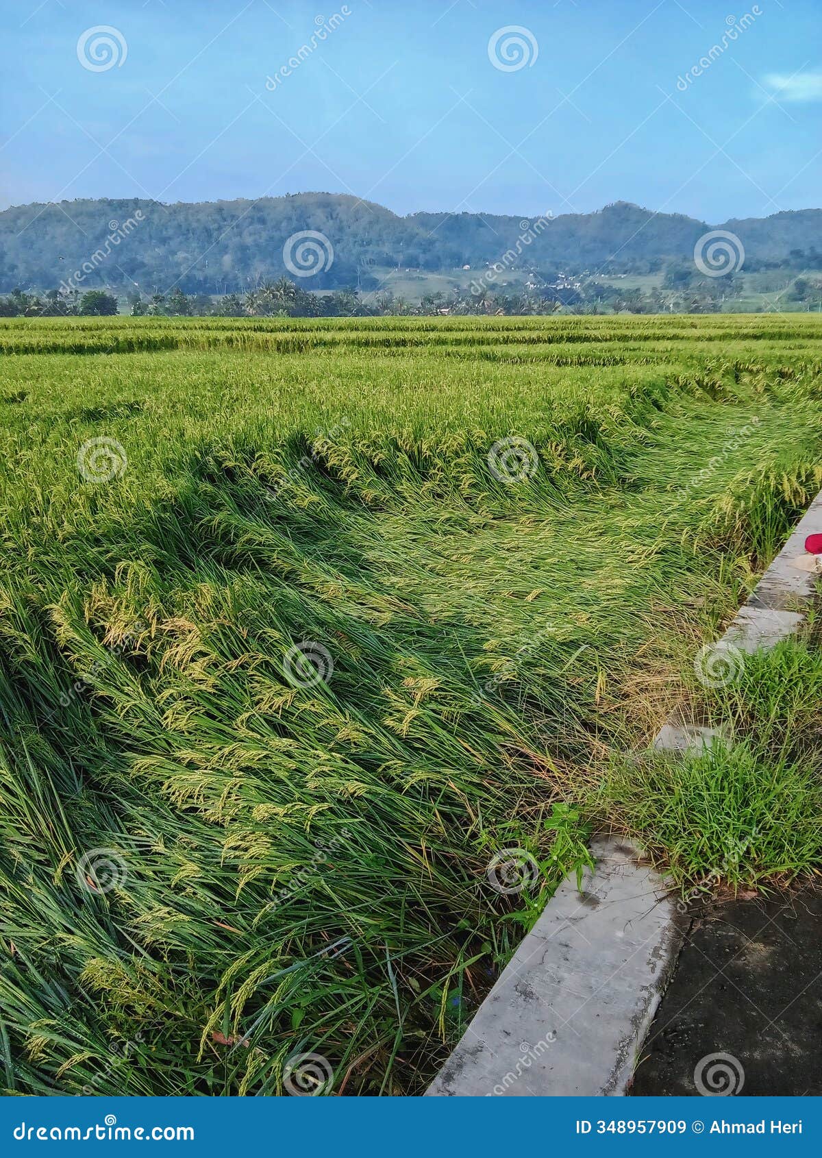 Paddy Plants in Rice Fields that are Torn by the Wind Stock Image ...