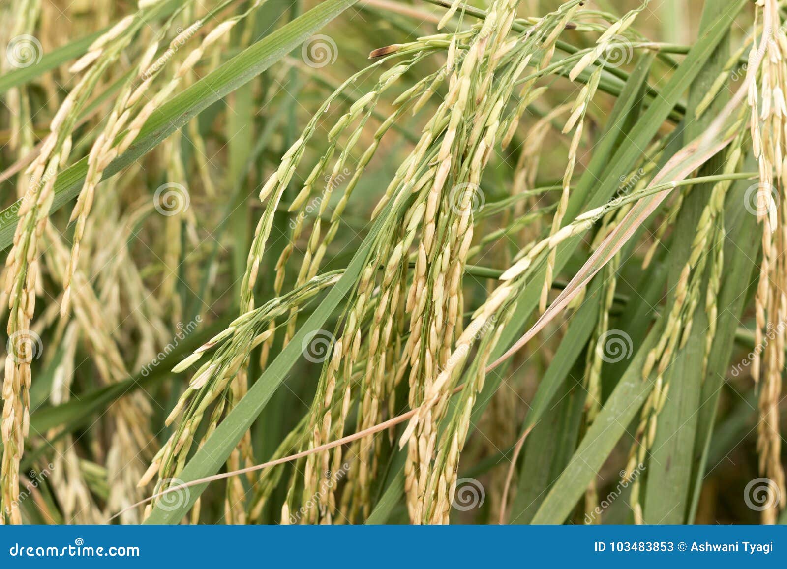 Paddy plants stock image. Image of agriculture, season - 103483853