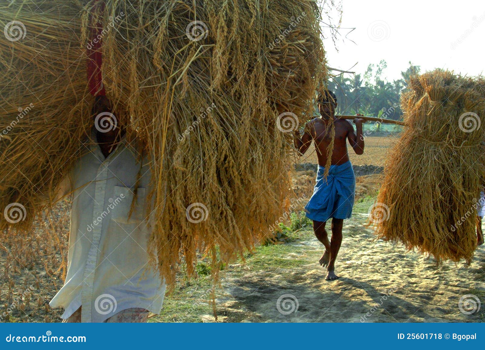 Paddy production editorial stock photo. Image of produce - 25601718
