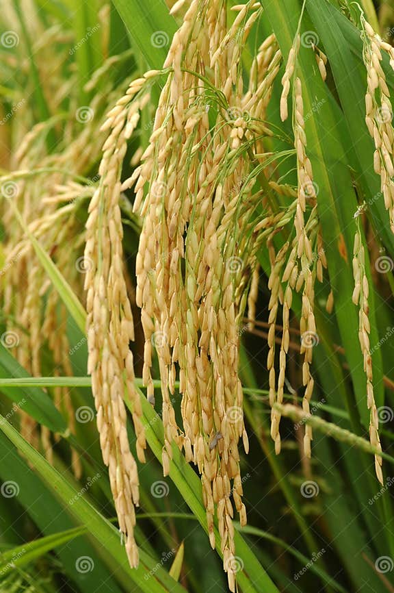Paddy rice stock photo. Image of cereal, leaves, plantation - 13682186