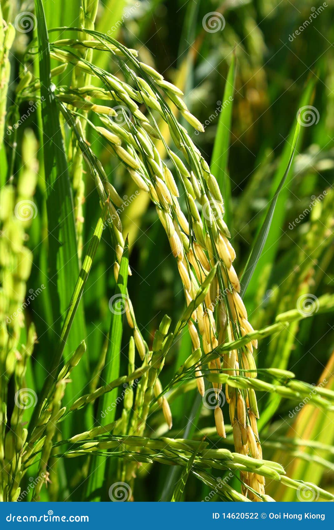 Paddy Rice stock photo. Image of cereal, husk, farmland - 14620522
