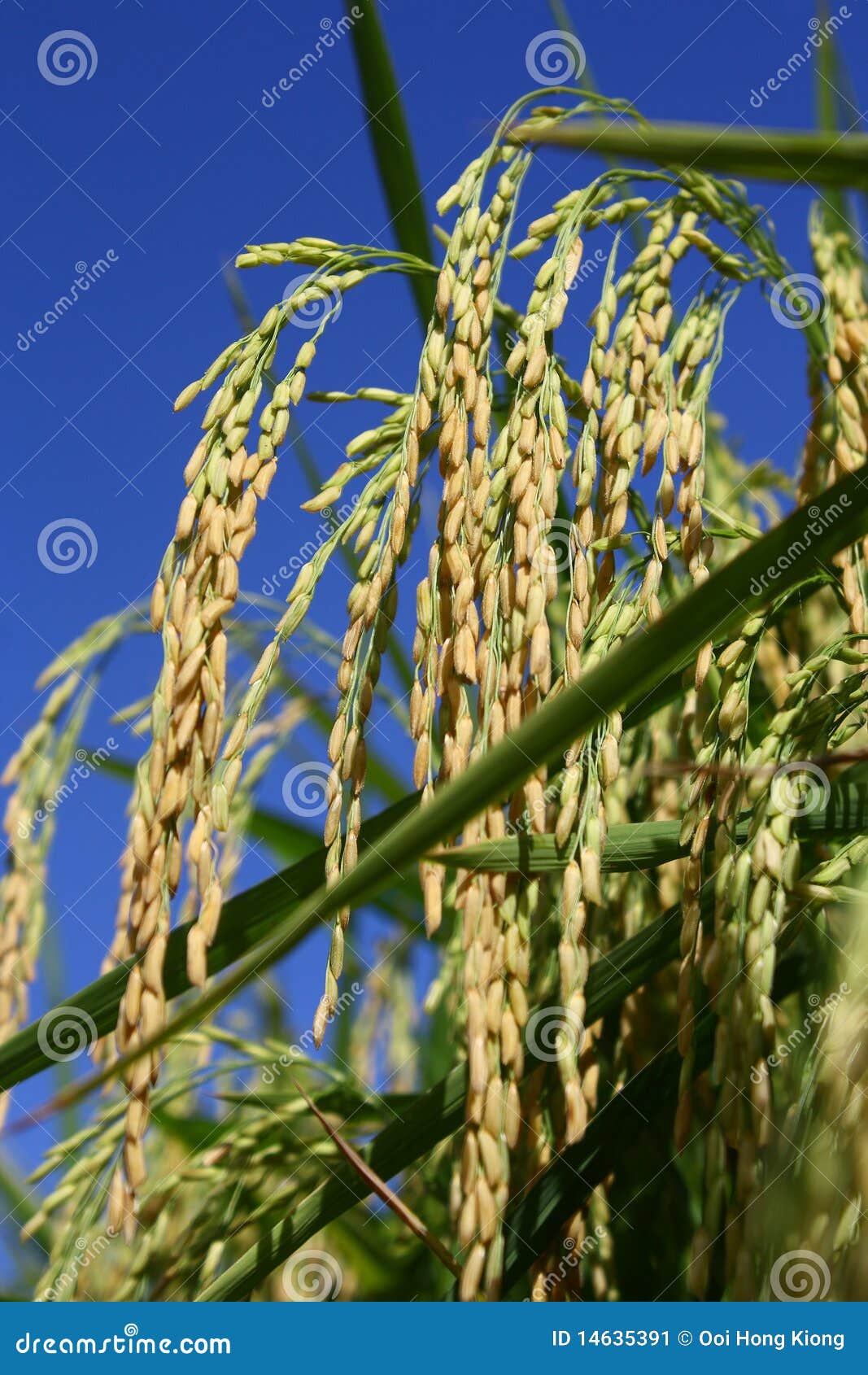 Paddy Rice stock image. Image of cereal, field, macro - 14635391