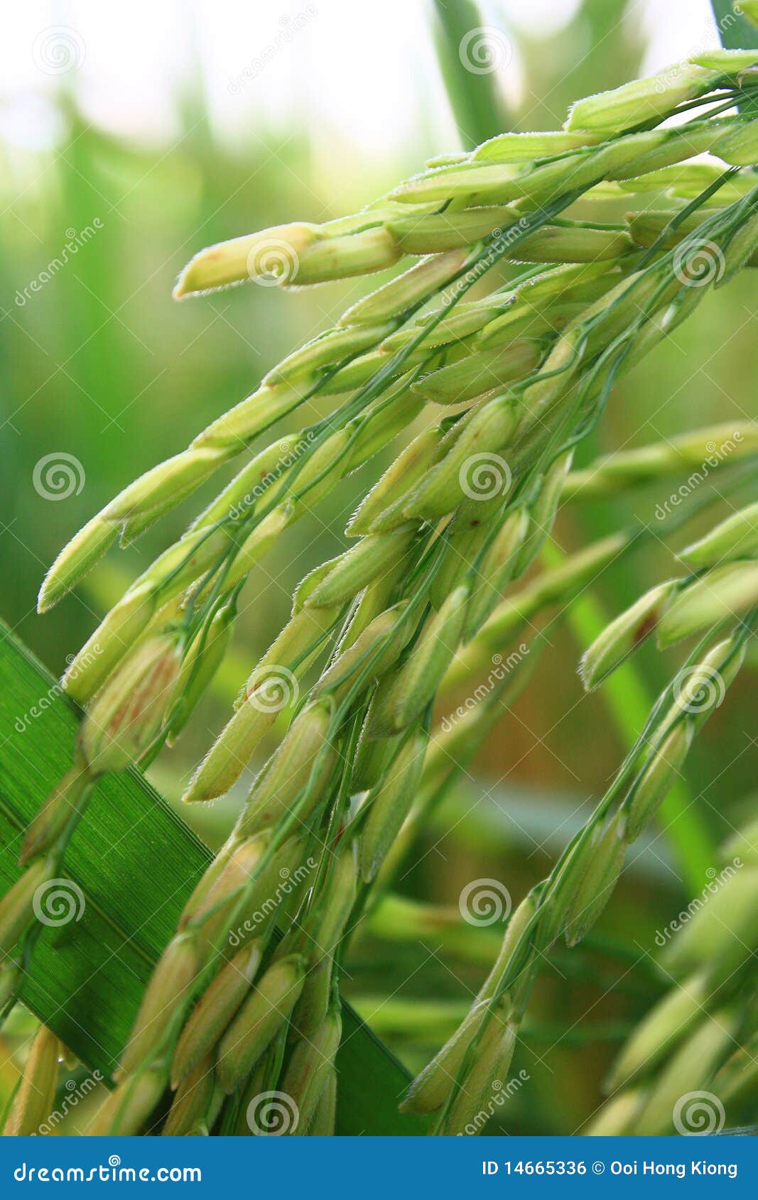 Paddy Rice stock photo. Image of crop, field, agriculture - 14665336