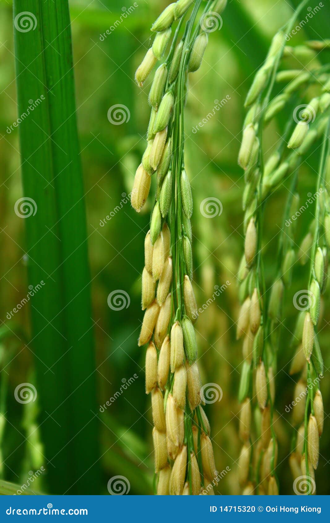 Paddy Rice stock photo. Image of grass, cultivation, agriculture - 14715320