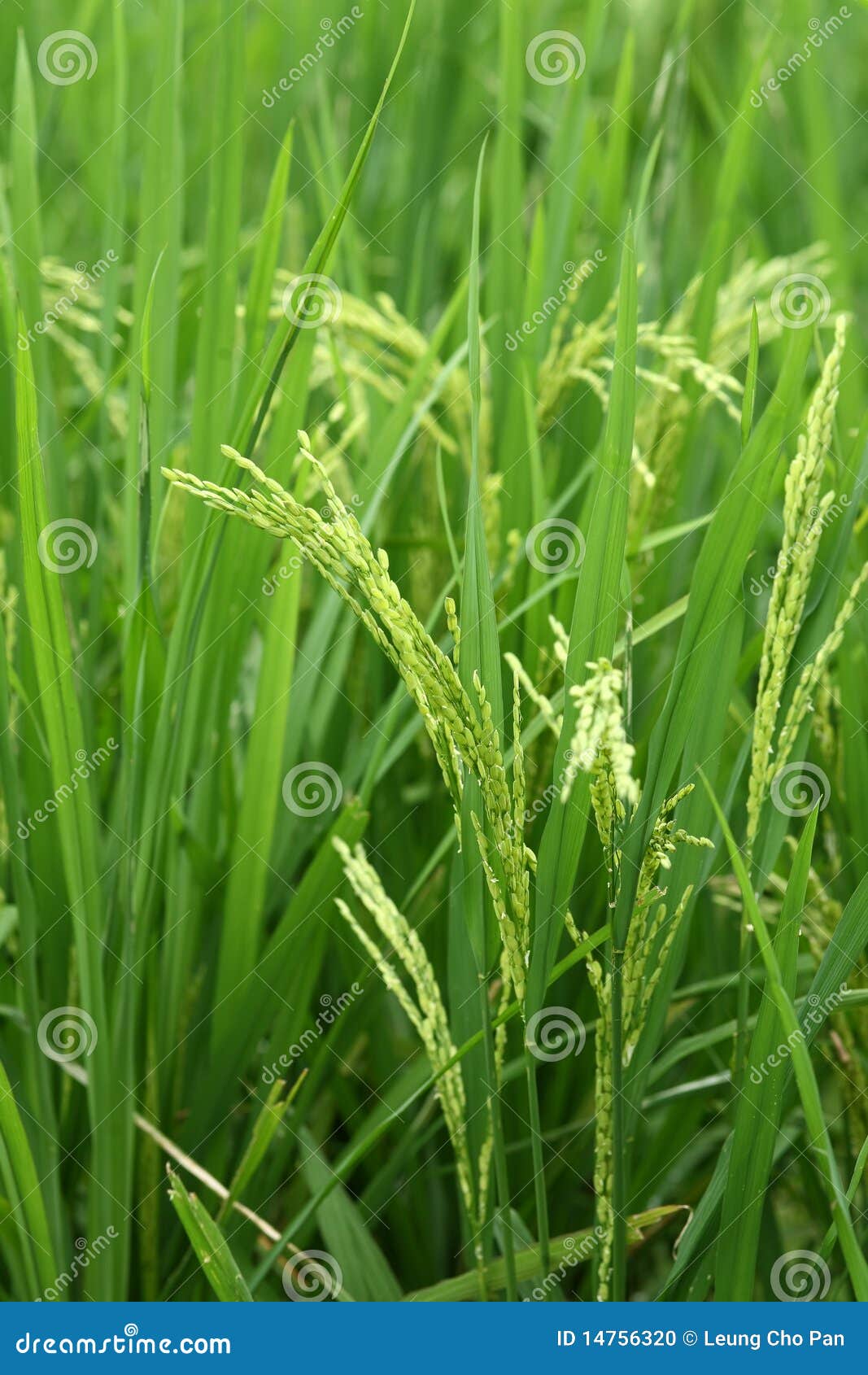 Paddy rice stock photo. Image of leaves, cereal, asian - 14756320