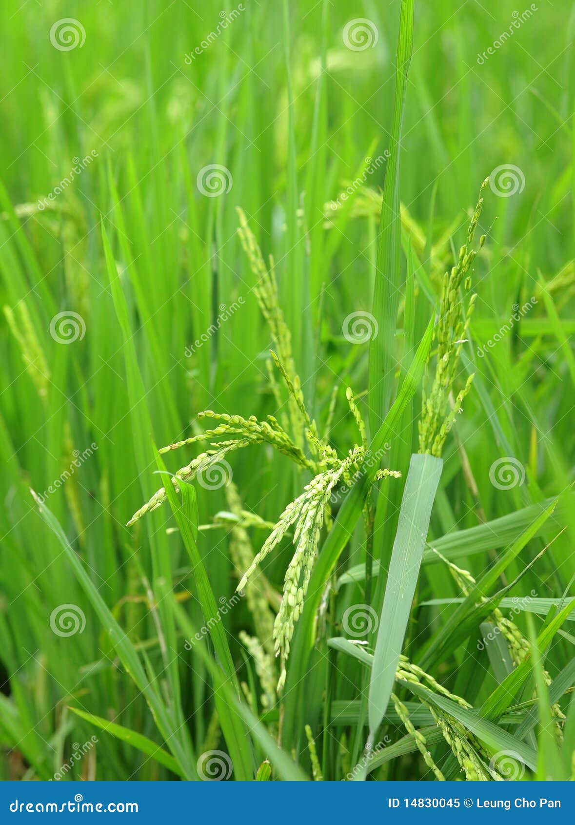 Paddy rice stock image. Image of gold, grow, autumn, growth - 14830045