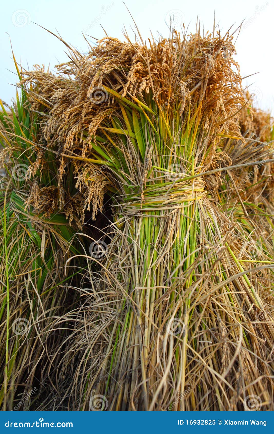 Paddy rice stock image. Image of detail, earth, foliage - 16932825