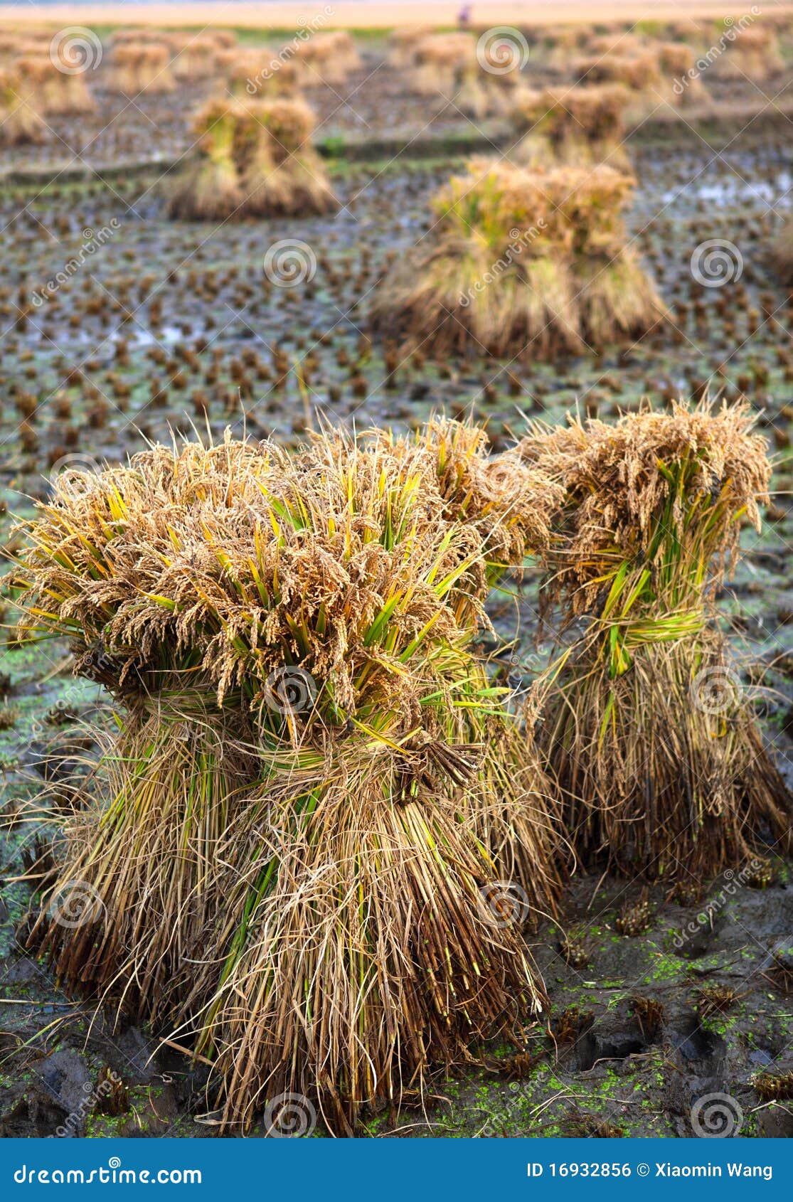 Paddy rice stock photo. Image of china, earth, bali, crop - 16932856
