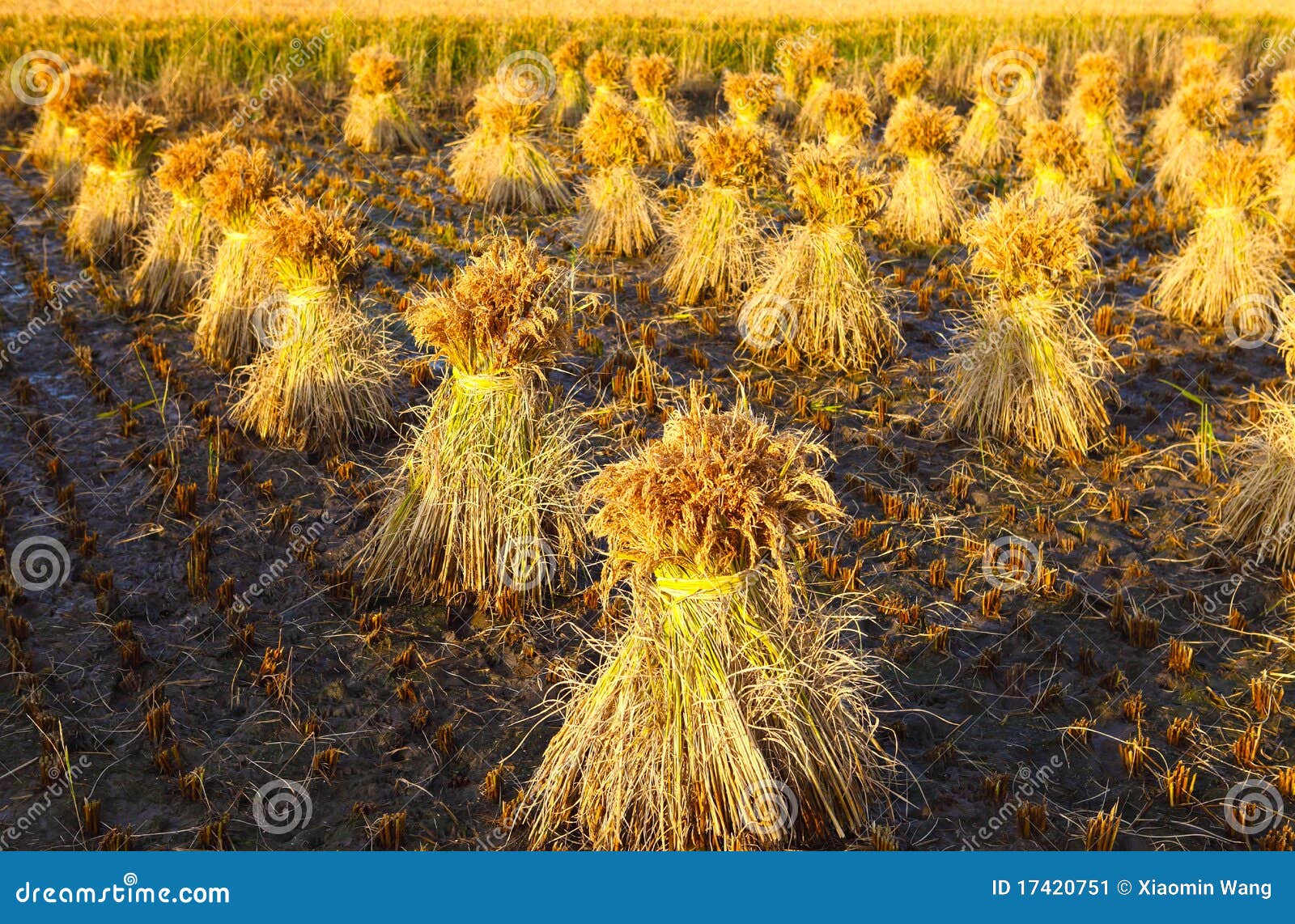 Paddy rice stock image. Image of economical, country - 17420751