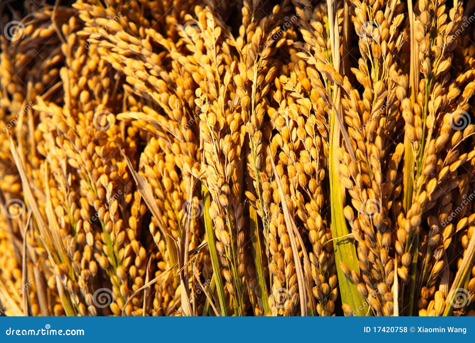 Paddy rice stock photo. Image of gold, background, countryside - 17420758