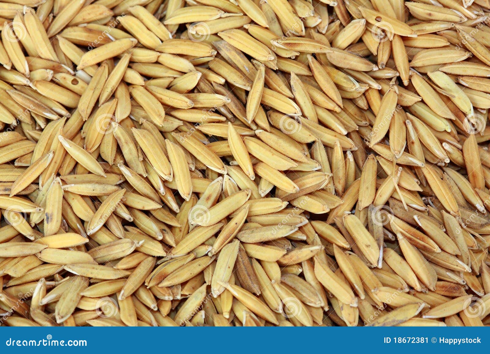 Paddy rice stock image. Image of harvest, cultivate, unprocessed - 18672381