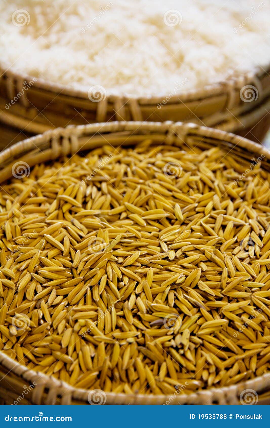 Paddy and rice stock photo. Image of farm, grain, vegetable - 19533788