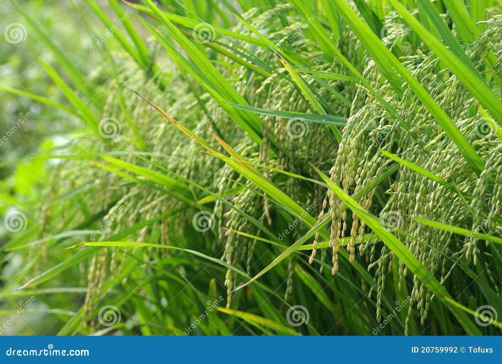 Paddy rice stock photo. Image of brown, cereal, cultivate - 20759992