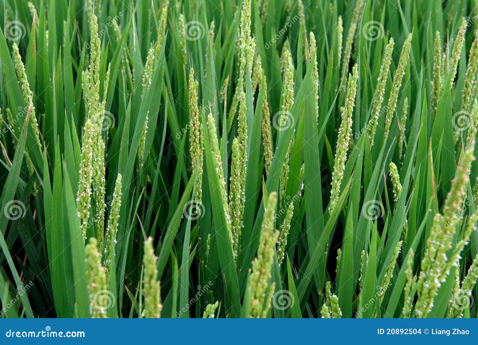 Paddy rice stock photo. Image of rural, grain, stem, nature - 20892504