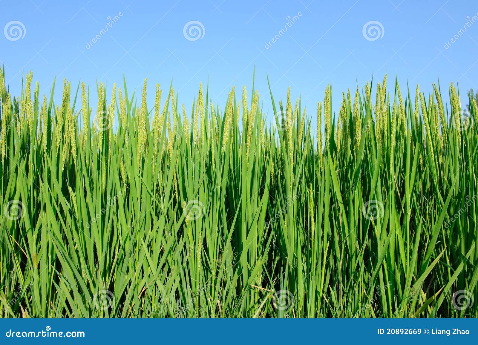 Paddy rice stock image. Image of summer, rural, rice - 20892669