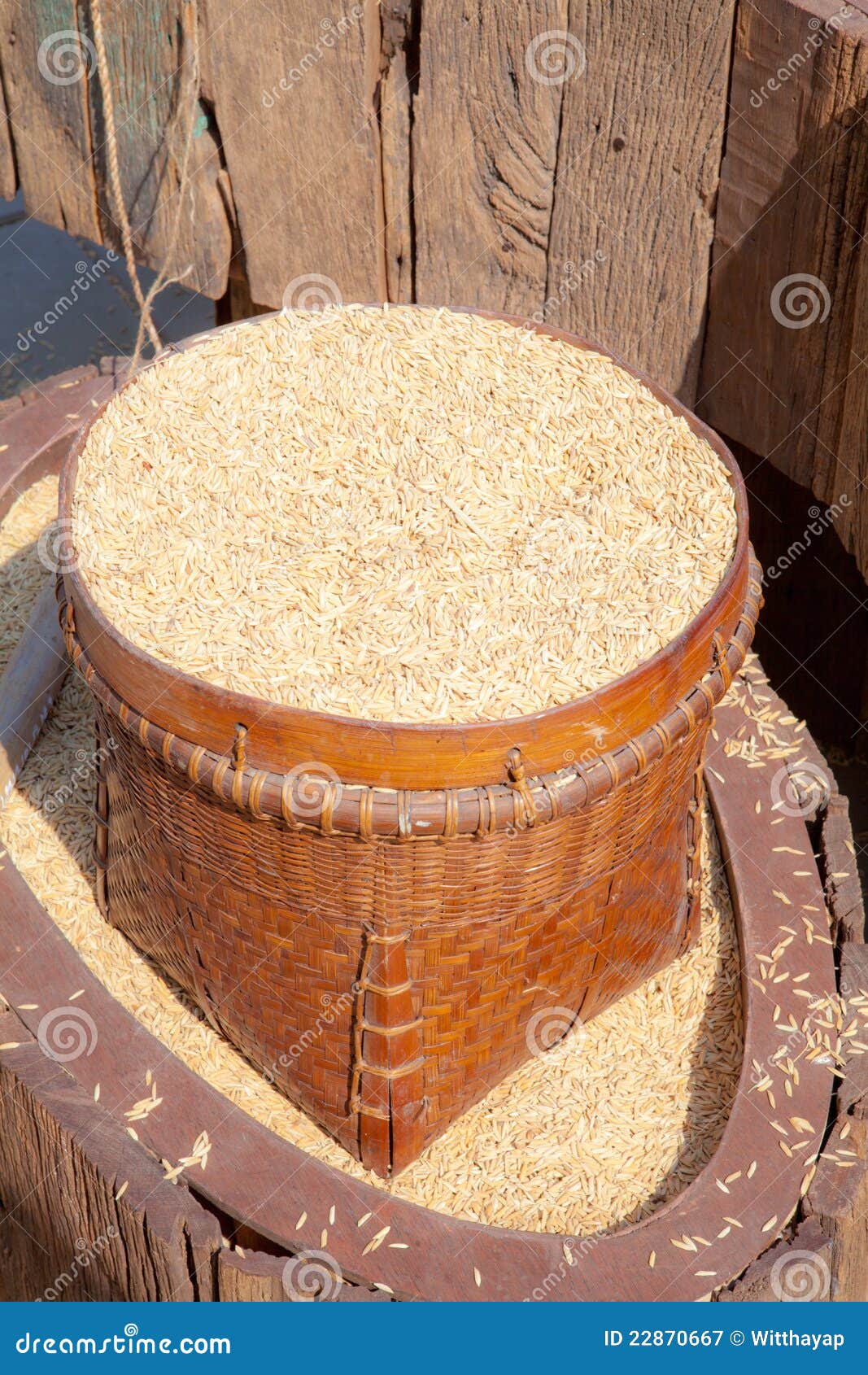 Paddy rice stock image. Image of grain, crop, field, flora - 22870667