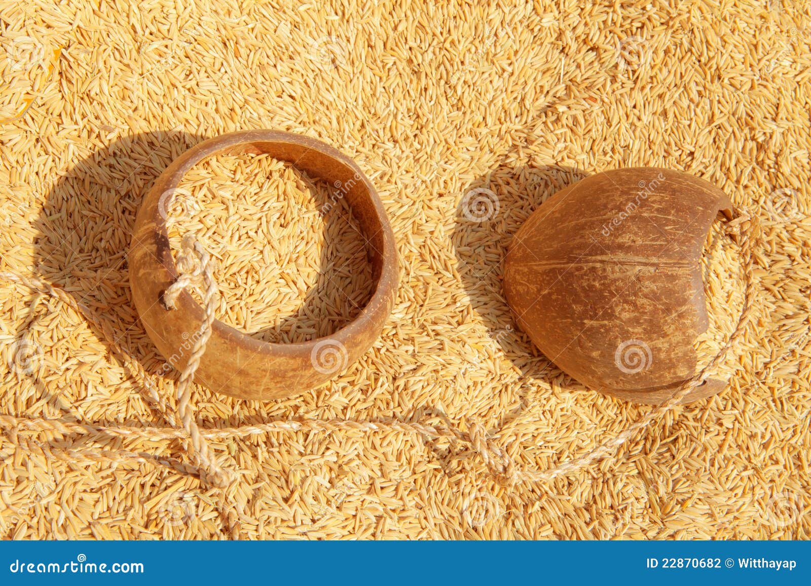 Paddy rice stock photo. Image of crop, asian, closeup - 22870682
