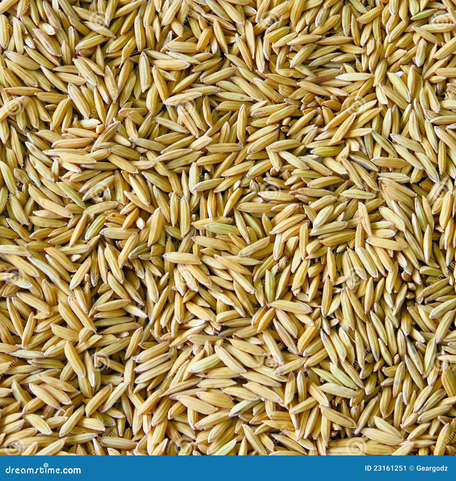 Paddy Rice Stock Image - Image: 23161251