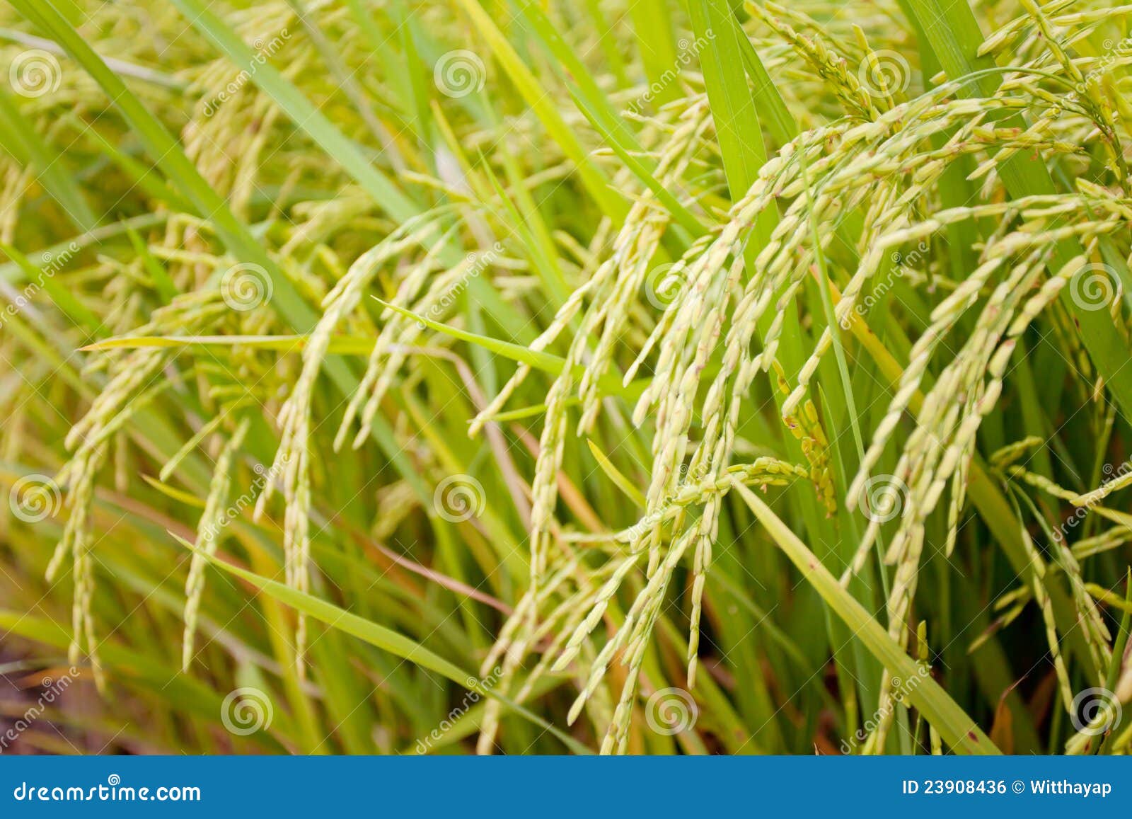 Paddy rice stock photo. Image of environment, grain, grass - 23908436