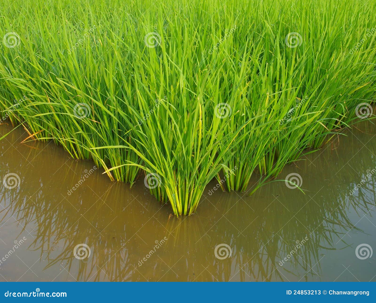 Paddy rice stock image. Image of macro, natural, farm - 24853213