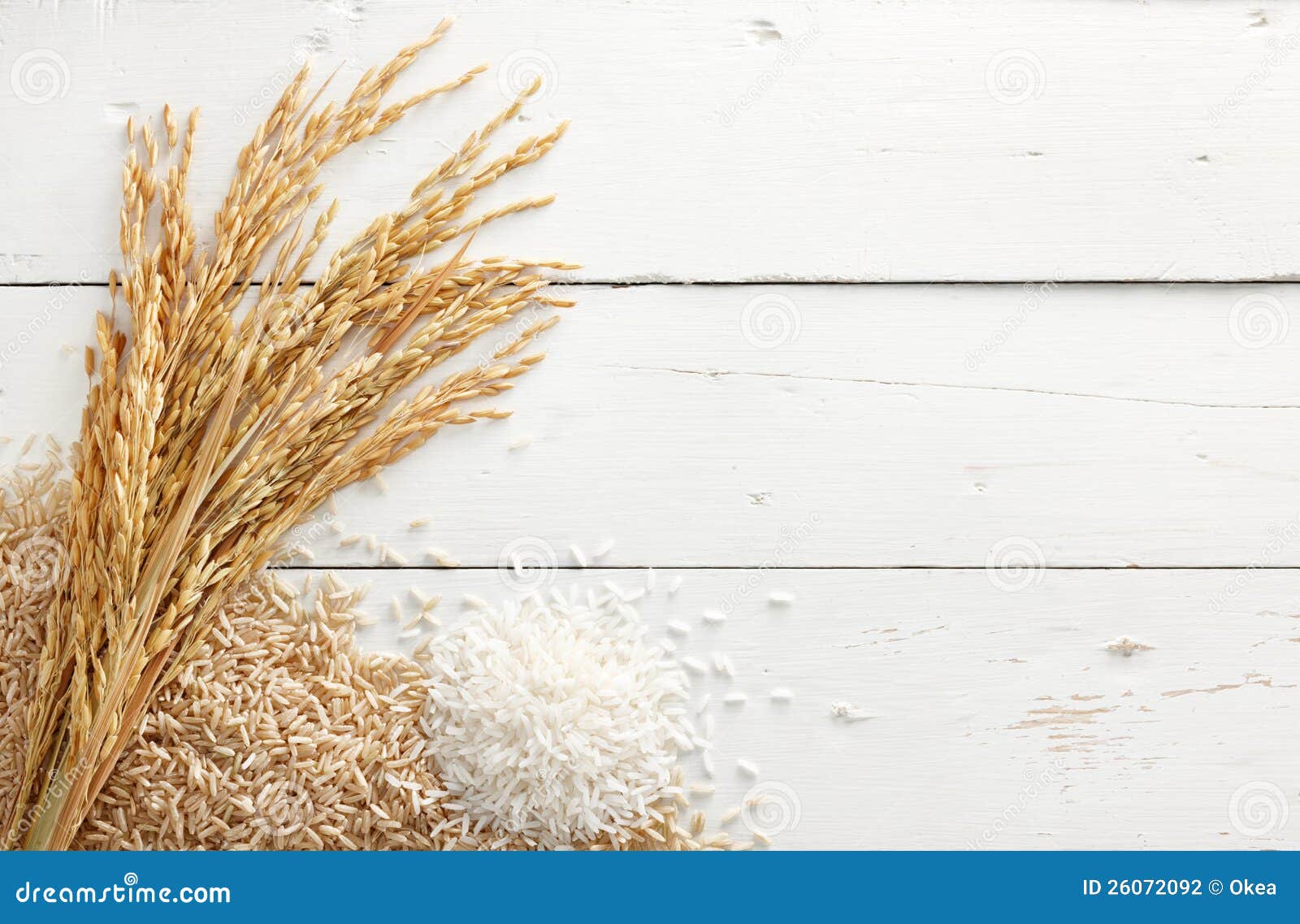 Paddy and rice stock photo. Image of rice, ingredient - 26072092