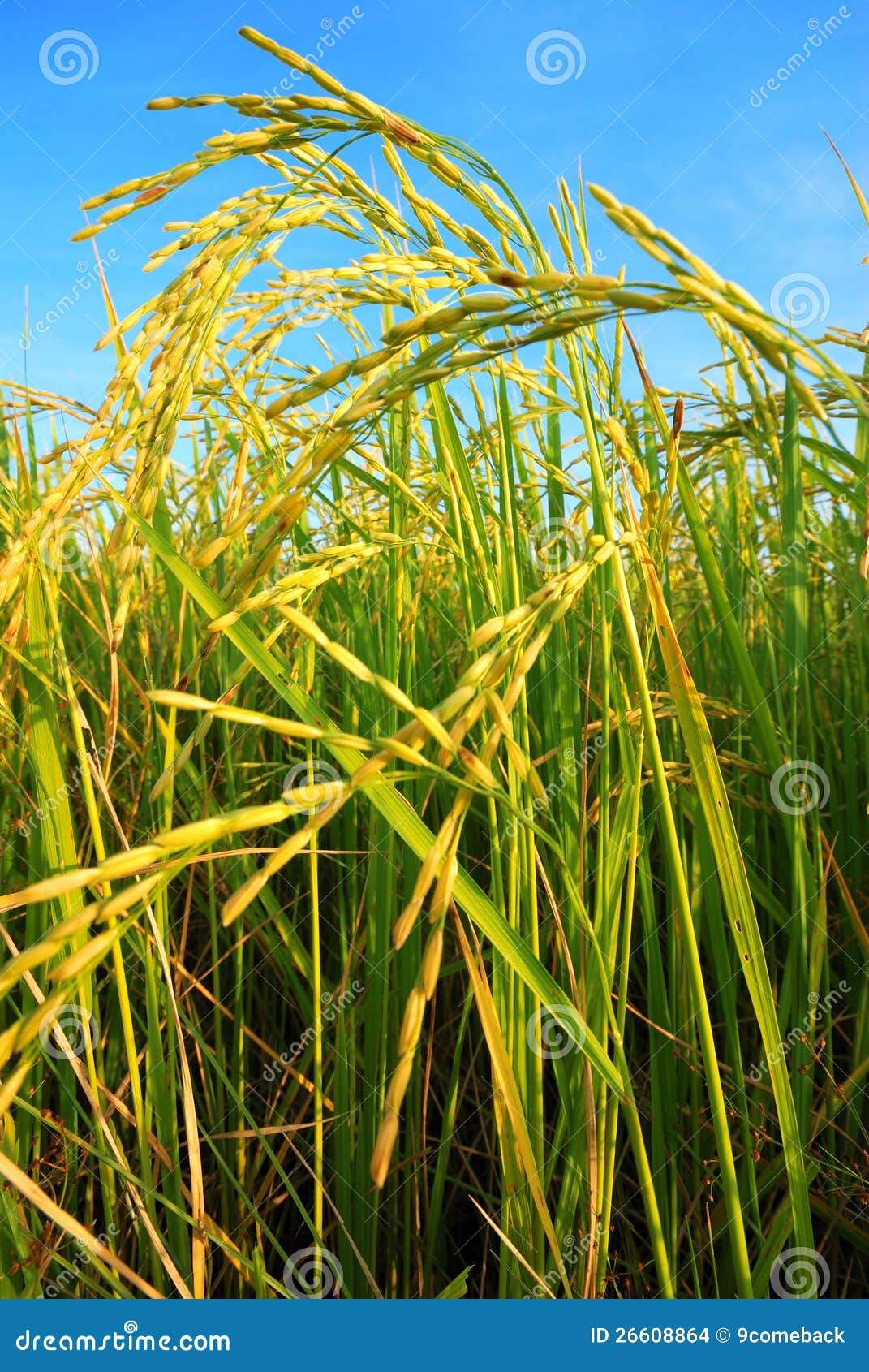 Paddy rice stock photo. Image of natural, farm, macro - 26608864