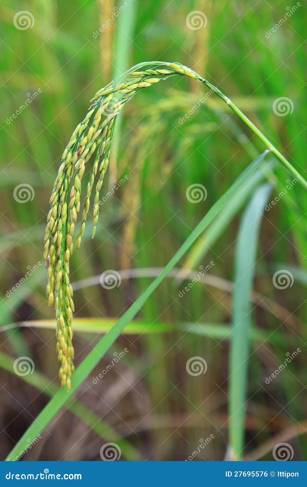 Paddy rice stock photo. Image of close, plantation, autumn - 27695576